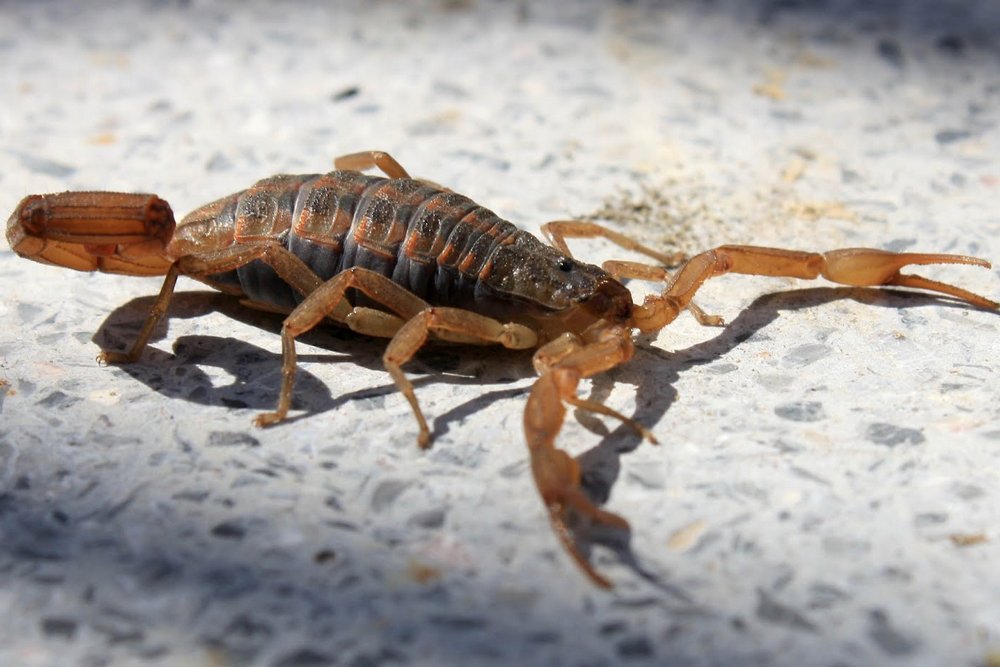 Mejora la salud de la bebé picada por un alacrán en Villa María