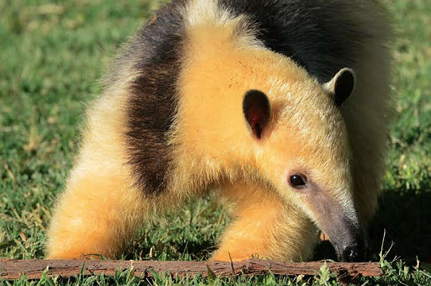 El Zoo de Córdoba inaugura hoy un espacio de preservación del oso melero
