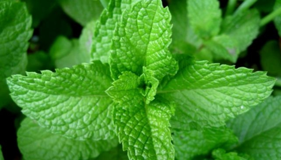 Buscan que la peperina sea declarada flor oficial de la provincia de ...