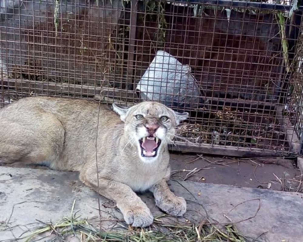 Rescataron a dos pumas de un campo del Departamento Río Segundo