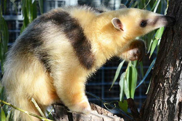 El Zoo de Córdoba inaugura un espacio de preservación del oso melero