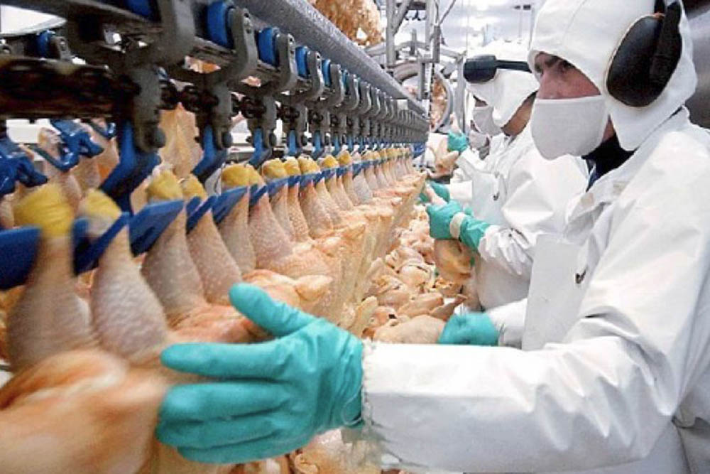 Por la recesión, se profundiza la crisis en la industria avícola